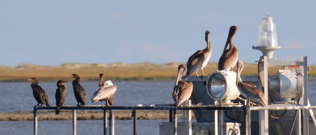 Explore Bird Island, NC | Where is Bird Island Located?