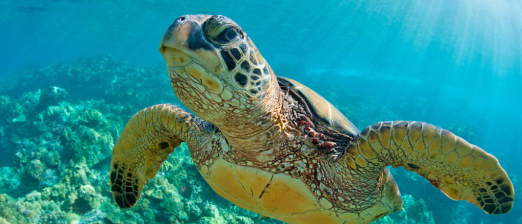 Fun Facts About Loggerhead Sea Turtles At Myrtle Beach | Condo-World